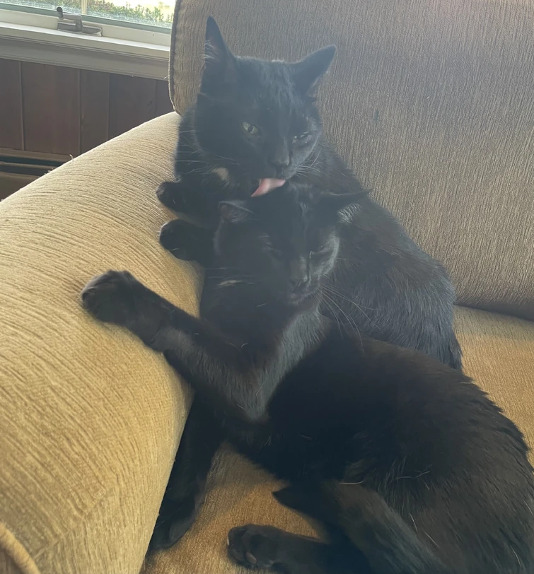 6 year old rescued cat becomes parental figure to 1 1/2 year old rescued cat | Fandom