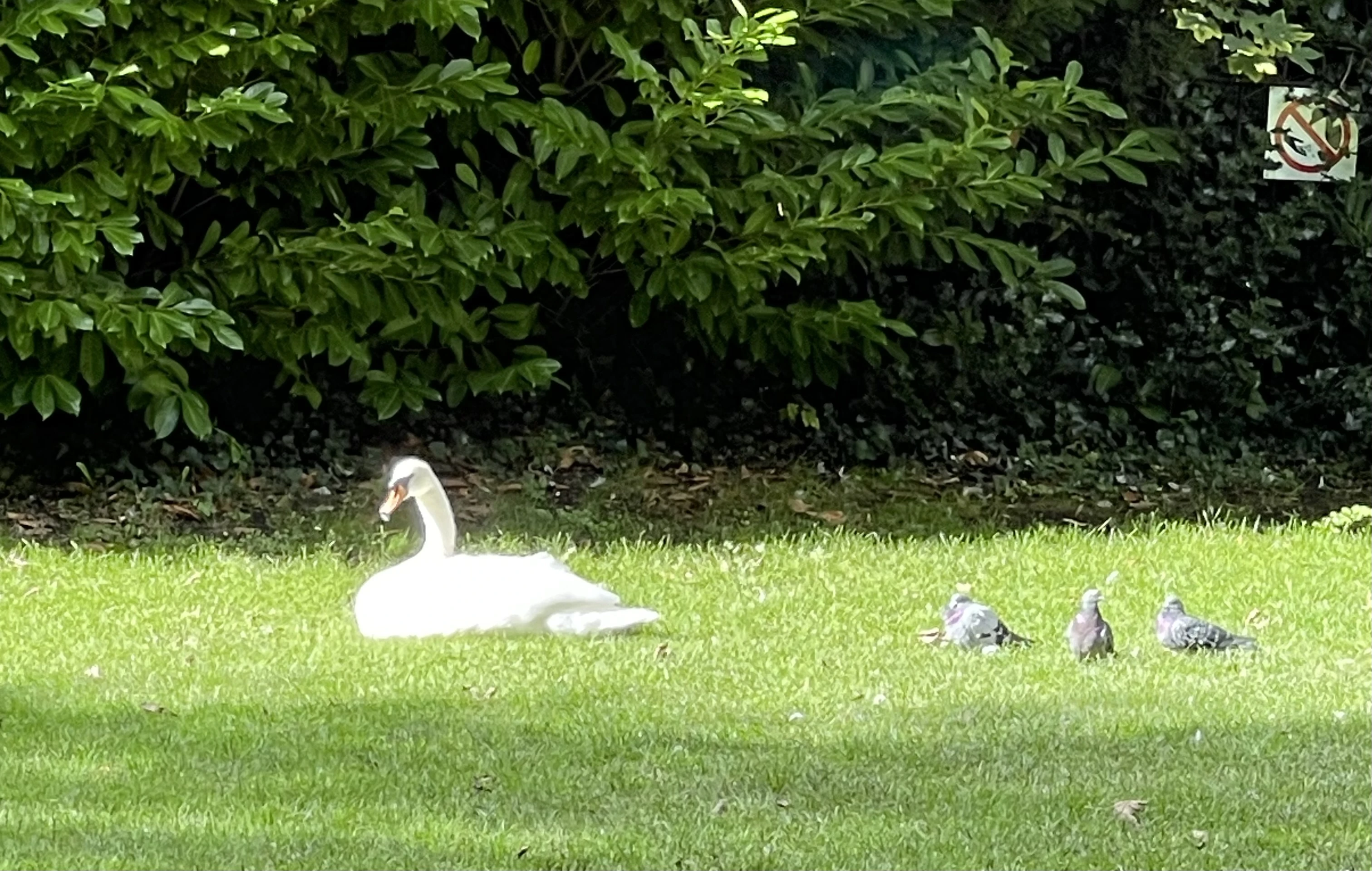 The Goose🪿 | Fandom