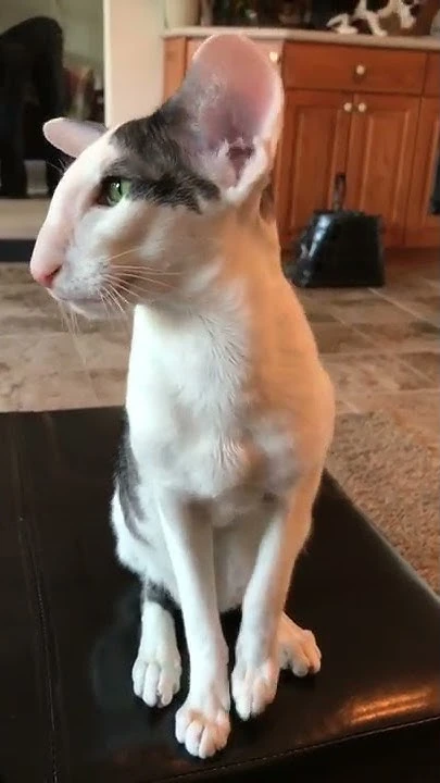 Honking cat | Fandom