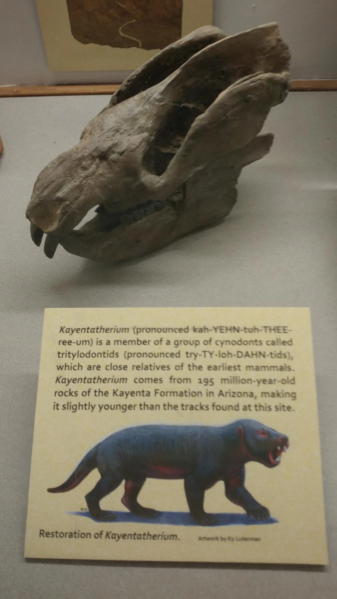Cynodont Skeleton