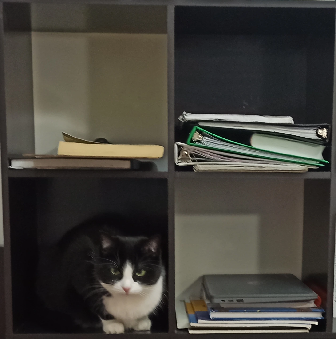 Daily Cat Image #142 | Fandom