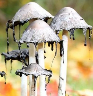 Discuss Everything About Creatures of Sonaria Wiki | Fandom