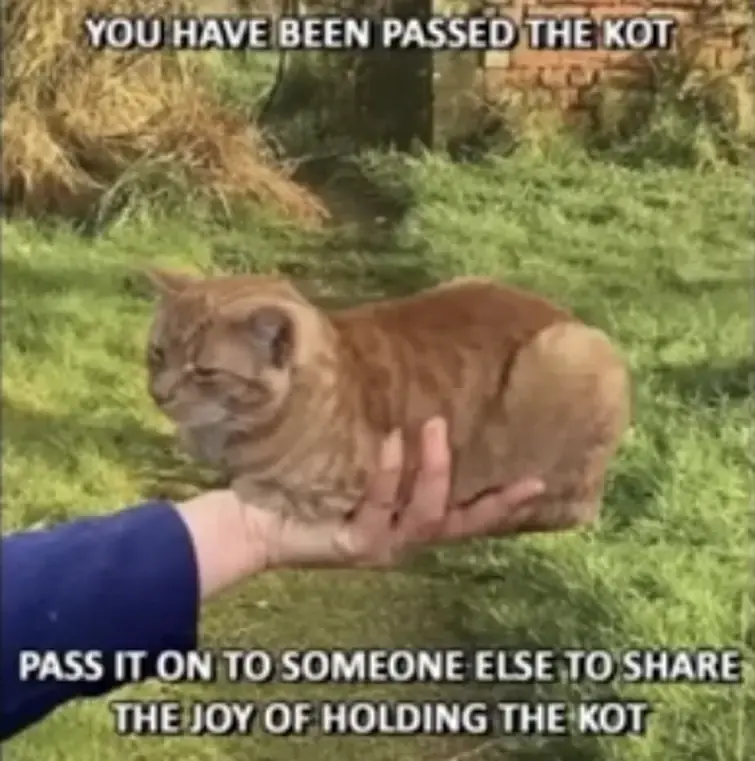 Kot passing post | Fandom