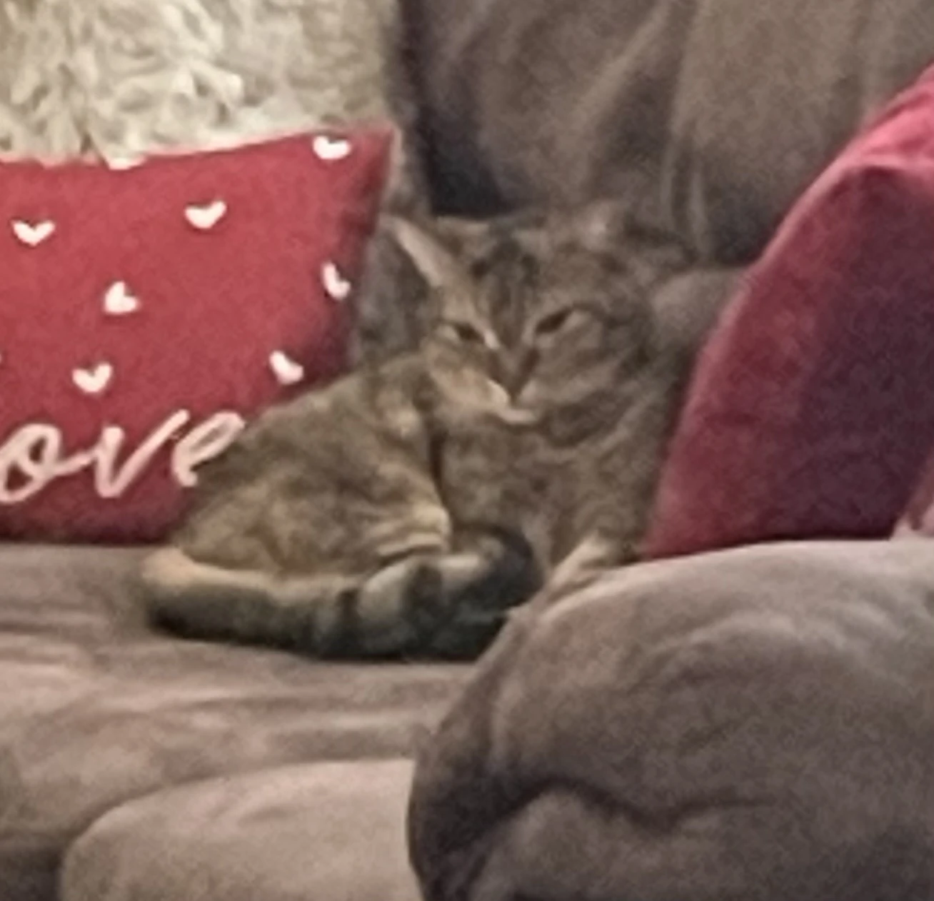 Daily Cat Image #365 | Fandom