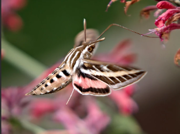 THESE THINGS EXIST-??? (Hummingbird moths) | Fandom