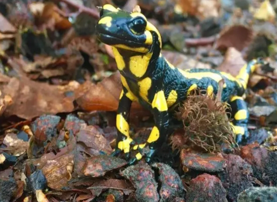 Actual image of auraron | Fandom