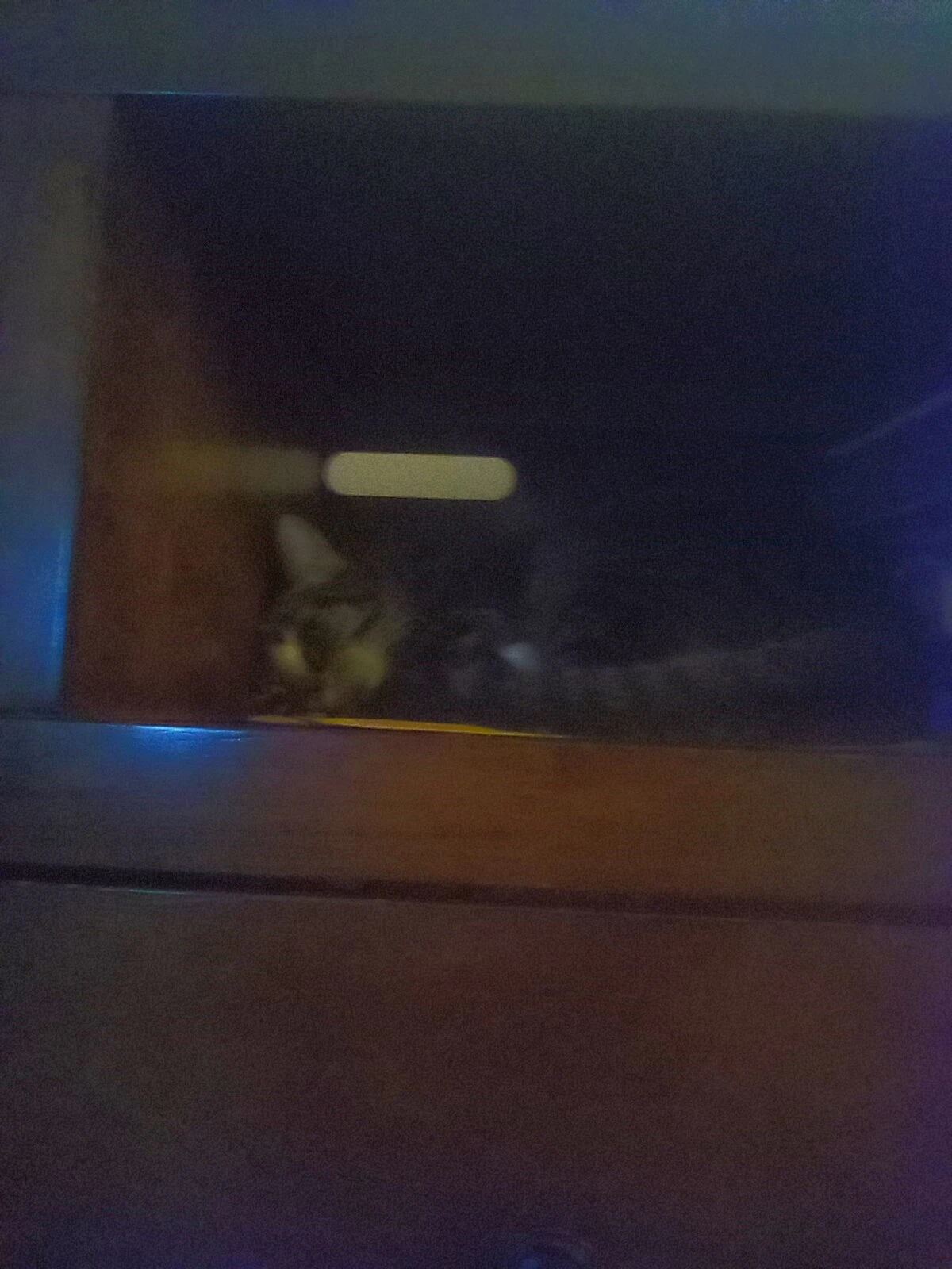 My cat henry | Fandom