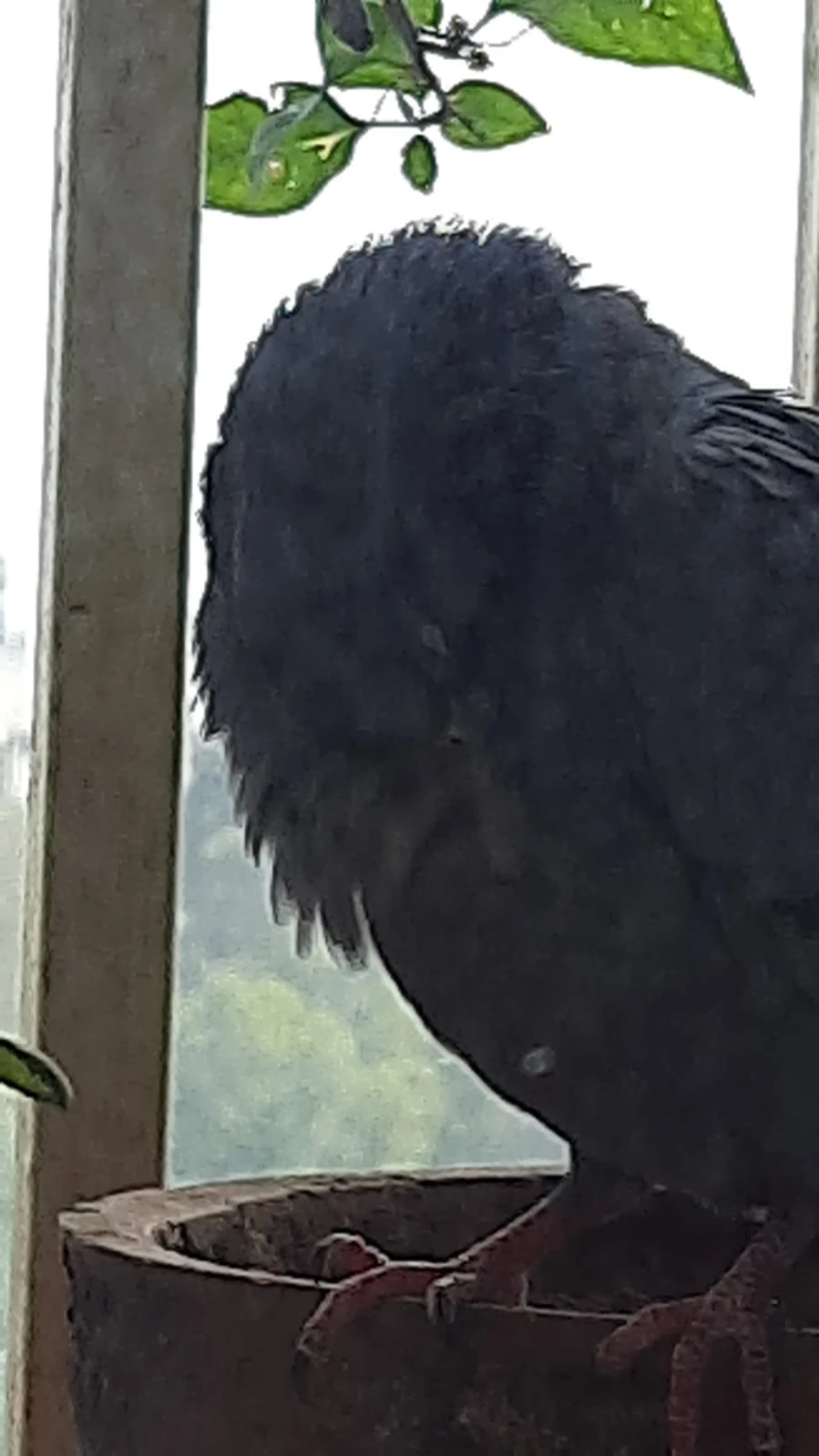 headless pigeon | Fandom