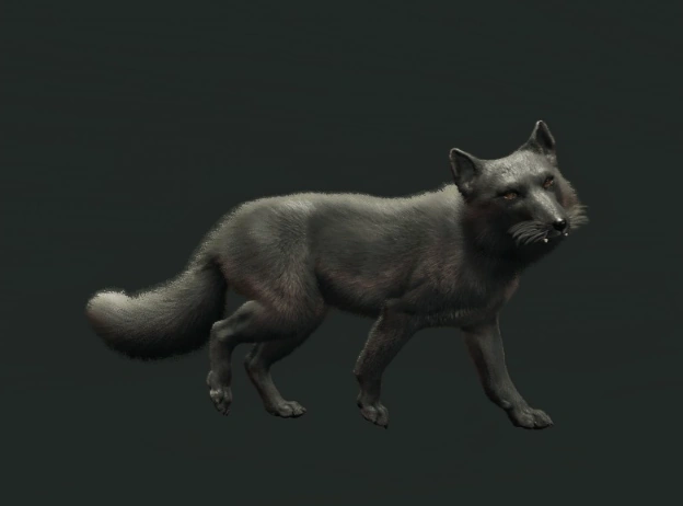 Tibetan fox Melanistic variant picture | Fandom