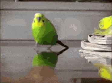 Is Birb cute? | Fandom