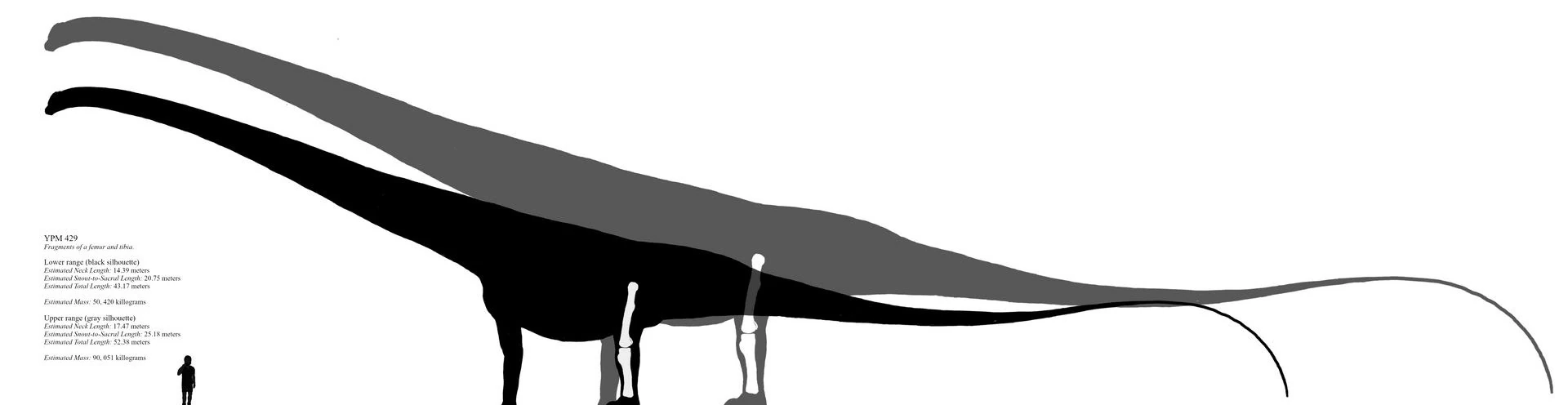Possibly the biggest sauropod with a estimated mass of 90 tons ...
