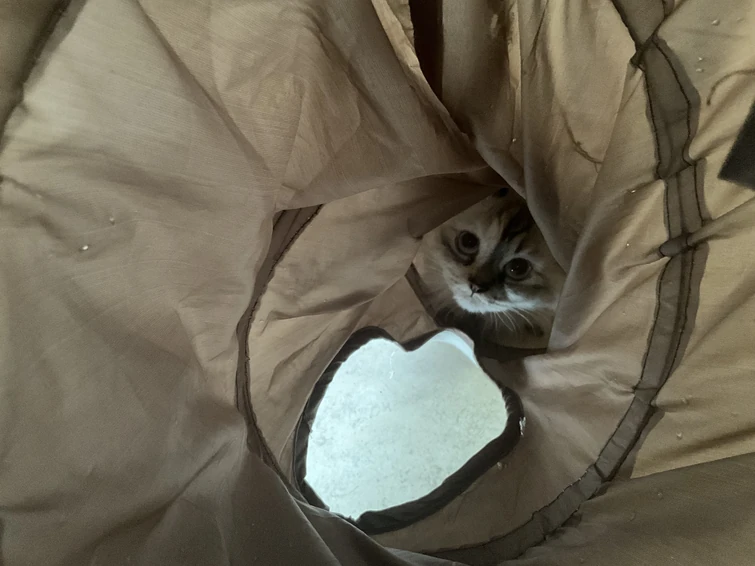 Tolo Sigma Chat Center | Fandom