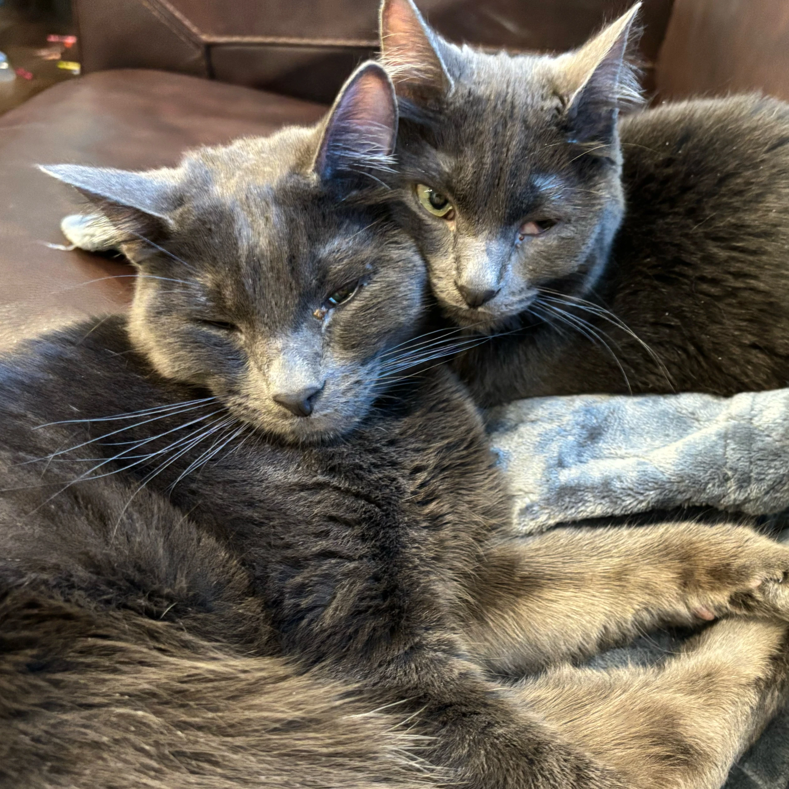 say hello to the babi (double cat part 2) | Fandom