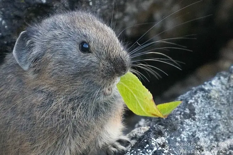 A pet rabbit named Daifuku appears in Wonderful Precure. So let me ...