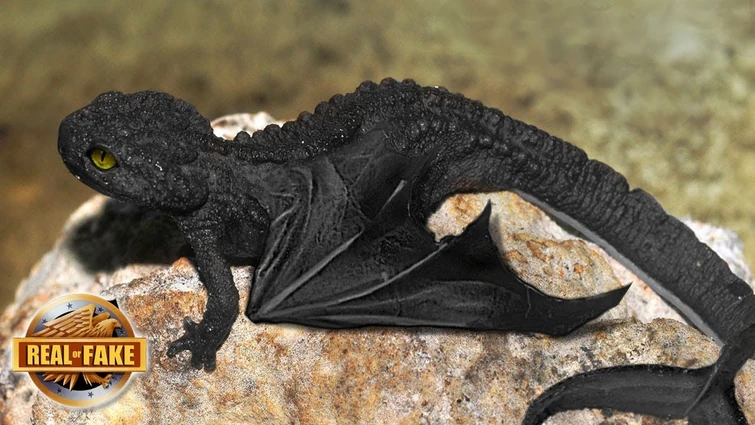 Night Fury Real or Fake? (Watch the Video) | Fandom