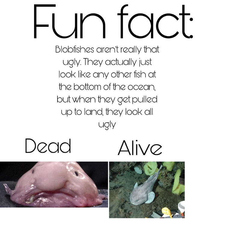 Fun fact | Fandom