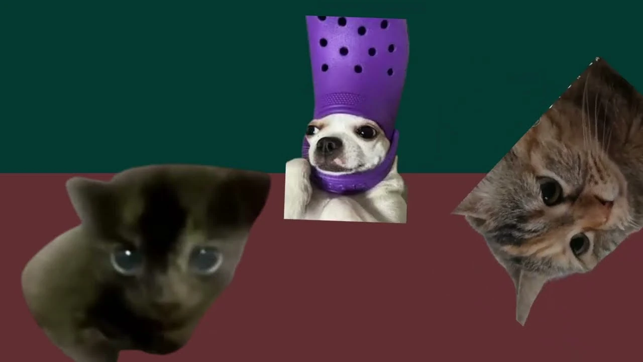 cat competition 1 is out!! | Fandom