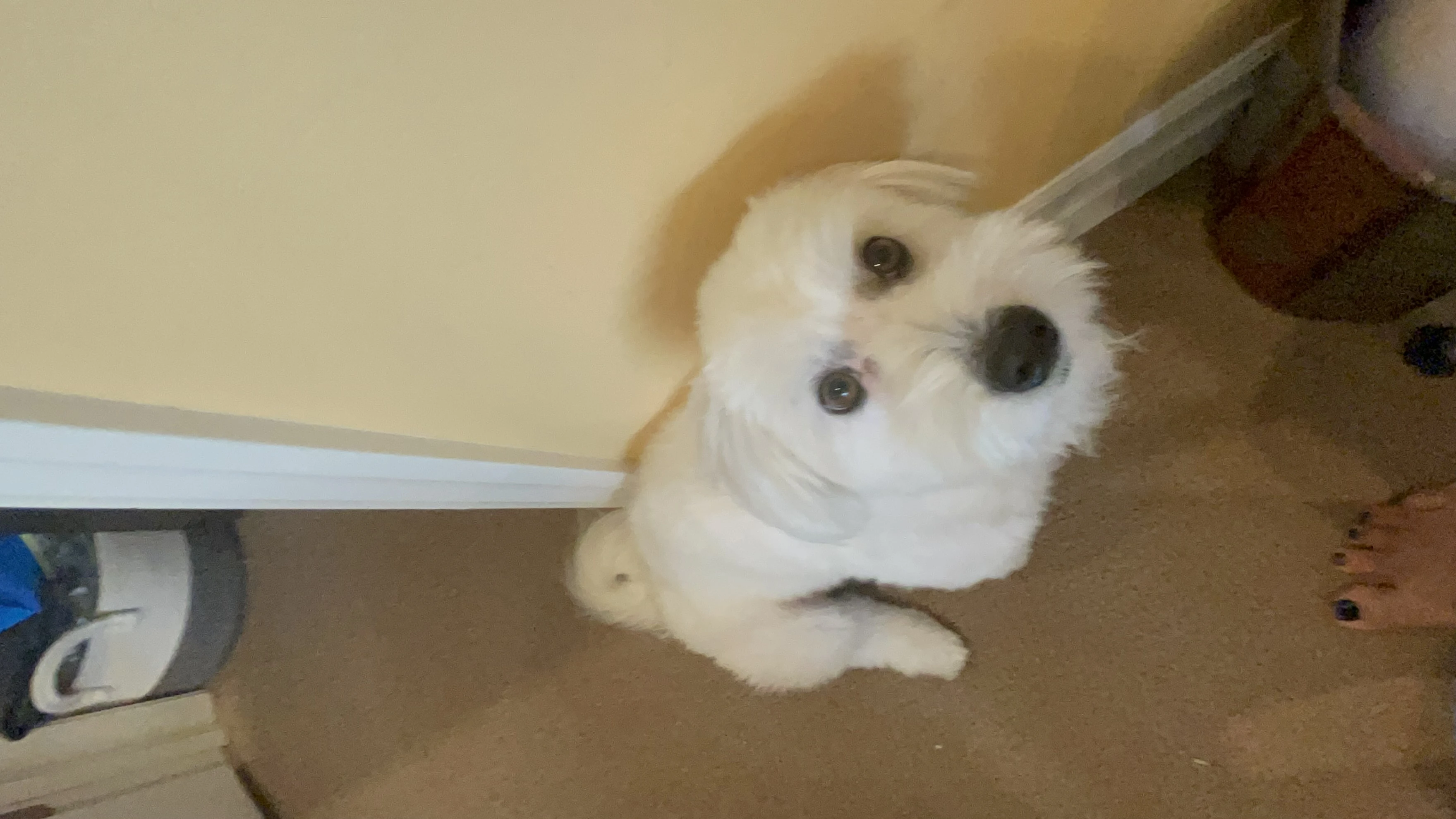 my doggo ️ | Fandom