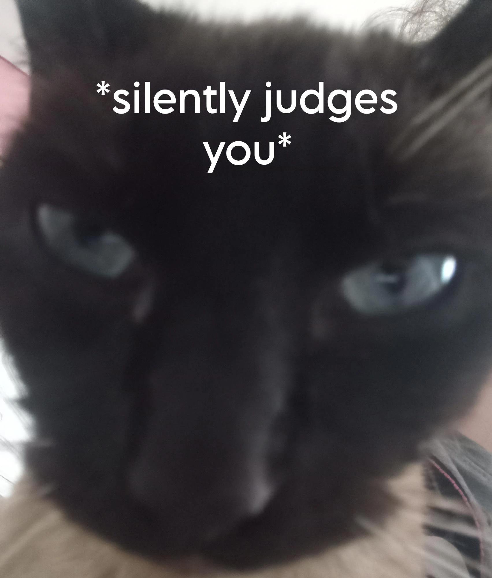 Meme I made of my cat | Fandom