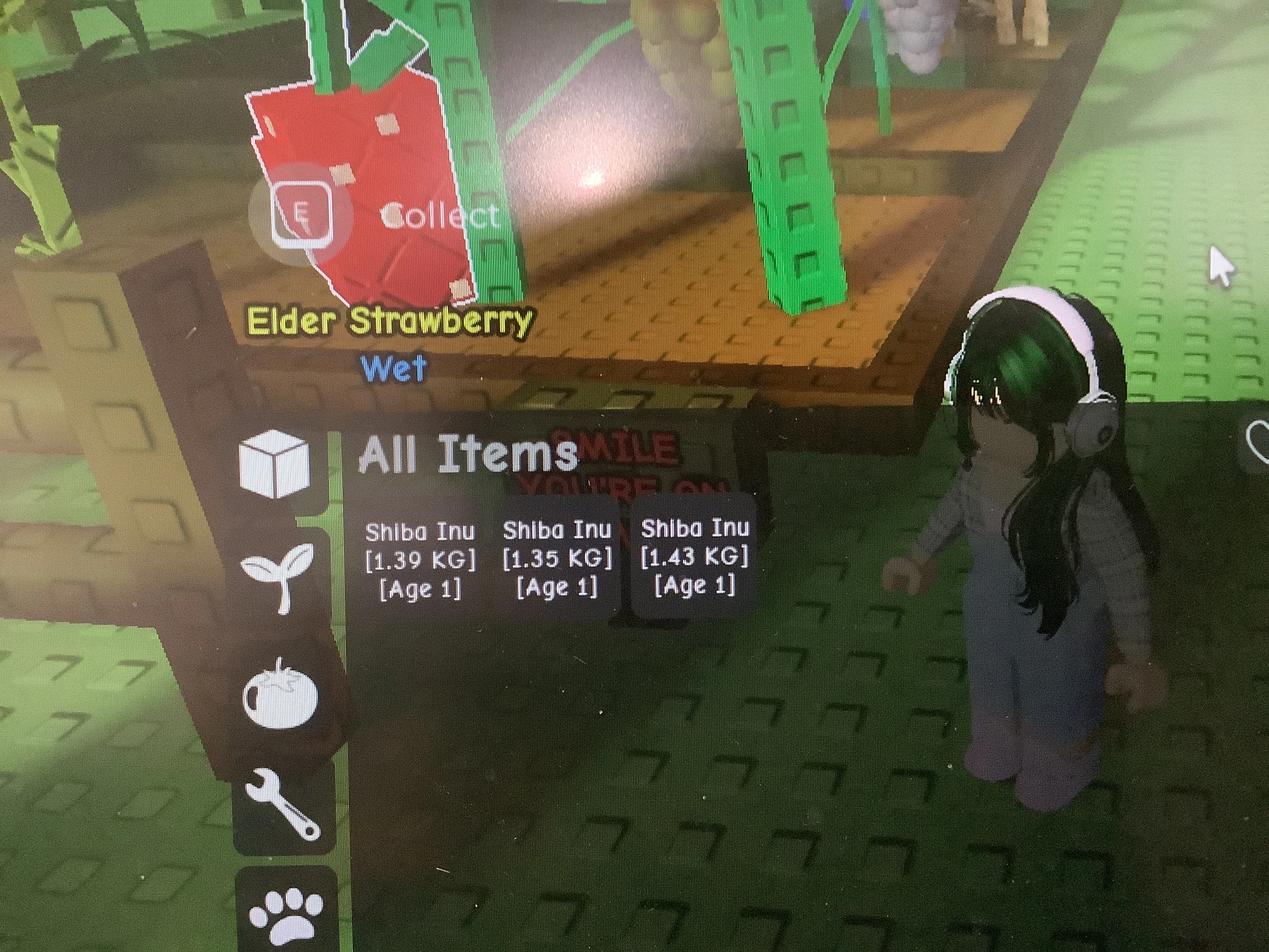 shiba inu giveaway | Fandom