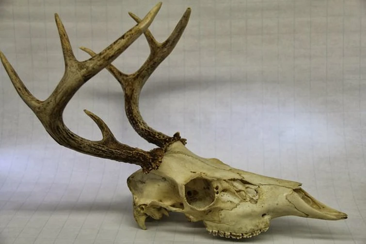 I was googling an image cuz I wanted to try to draw a deer skull | Fandom