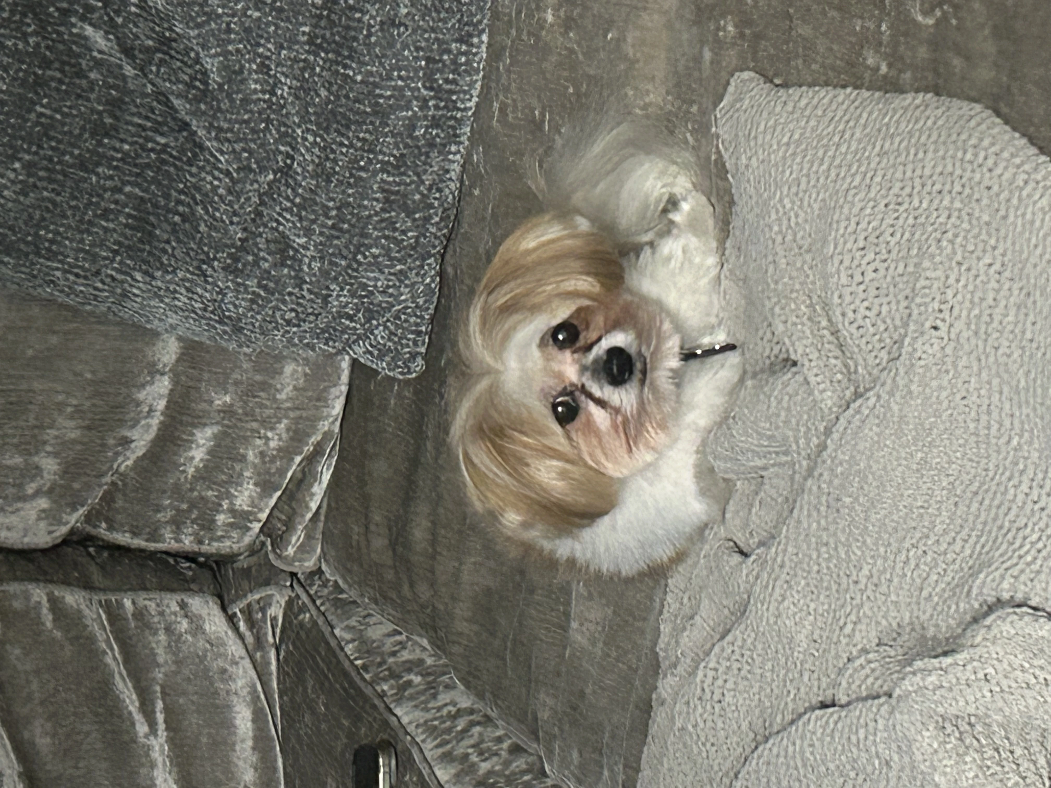 Post your pets or any pets you babysit here(Sorry this photo is turned ...