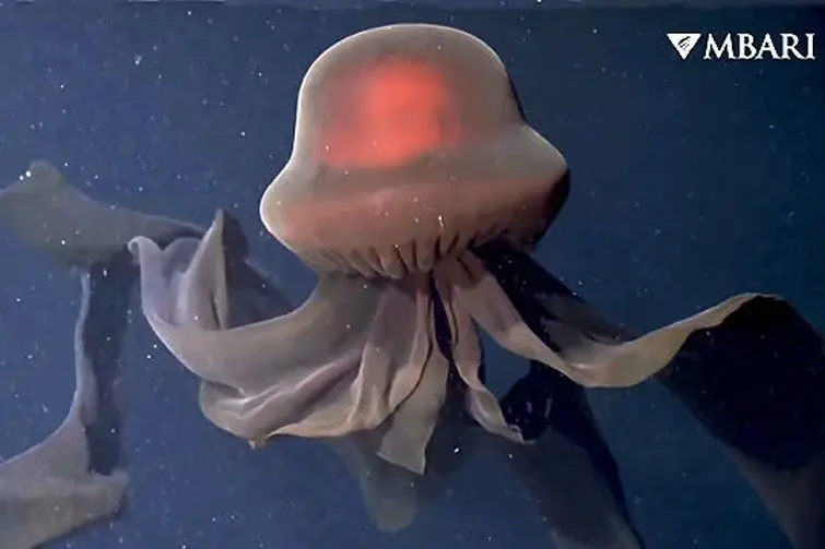 Specter of the depths- Phantom Jellyfish Zheli! | Fandom