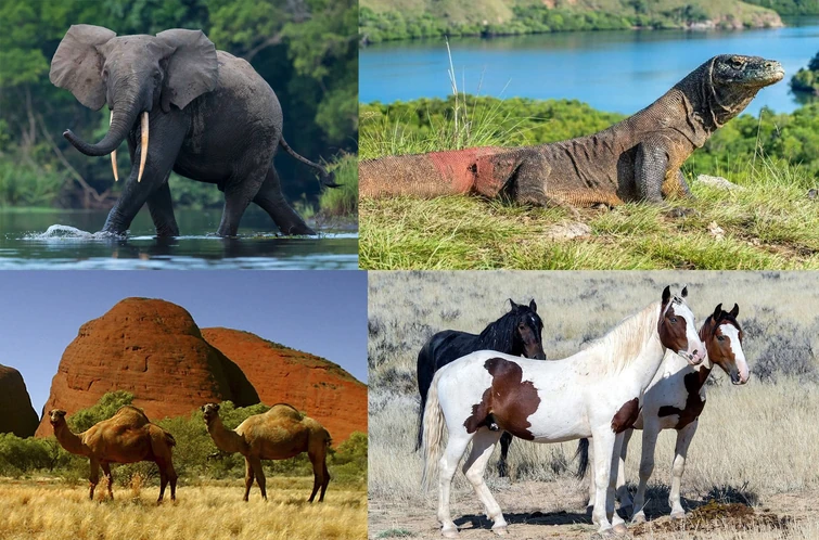 Animal Season 3 Possibilites | Fandom
