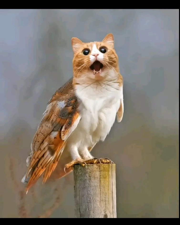 WIKI OF DANDYS WORLD... | Fandom