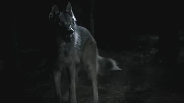 Discuss Everything About Twilight Saga Wiki | Fandom