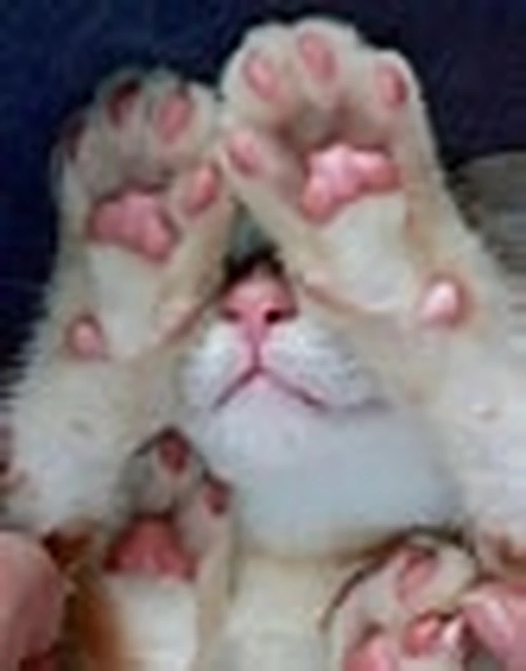 Hello! + Q&A | Fandom