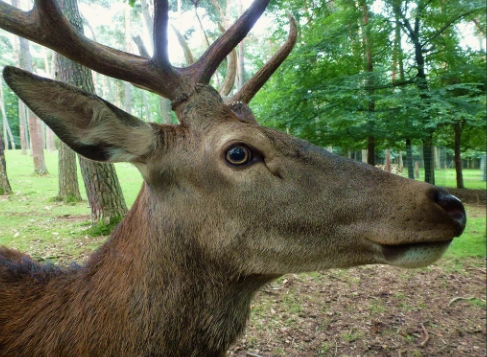 deer | Fandom