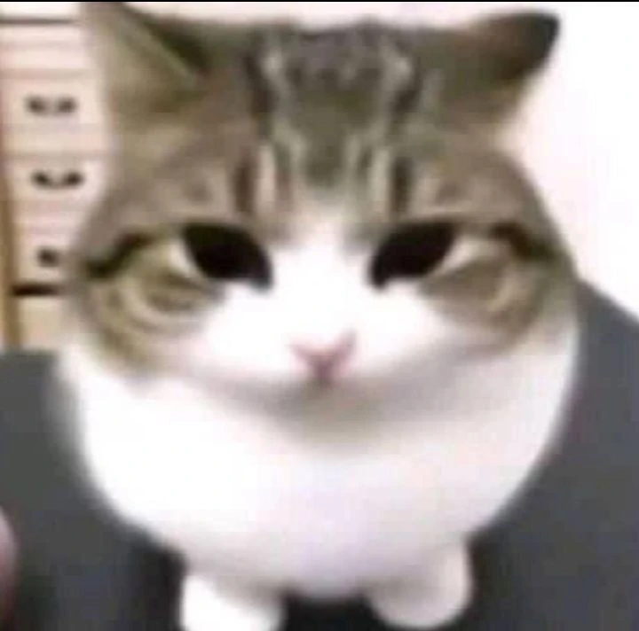 day 8 of gato posting | Fandom