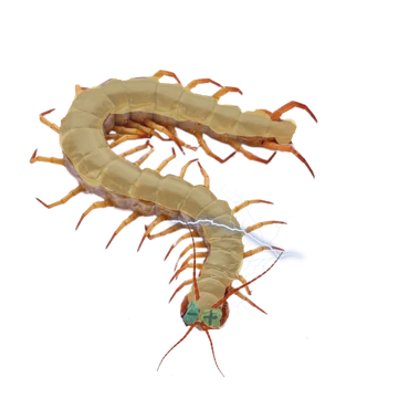 Discuss Everything About Amphibia Wiki | Fandom