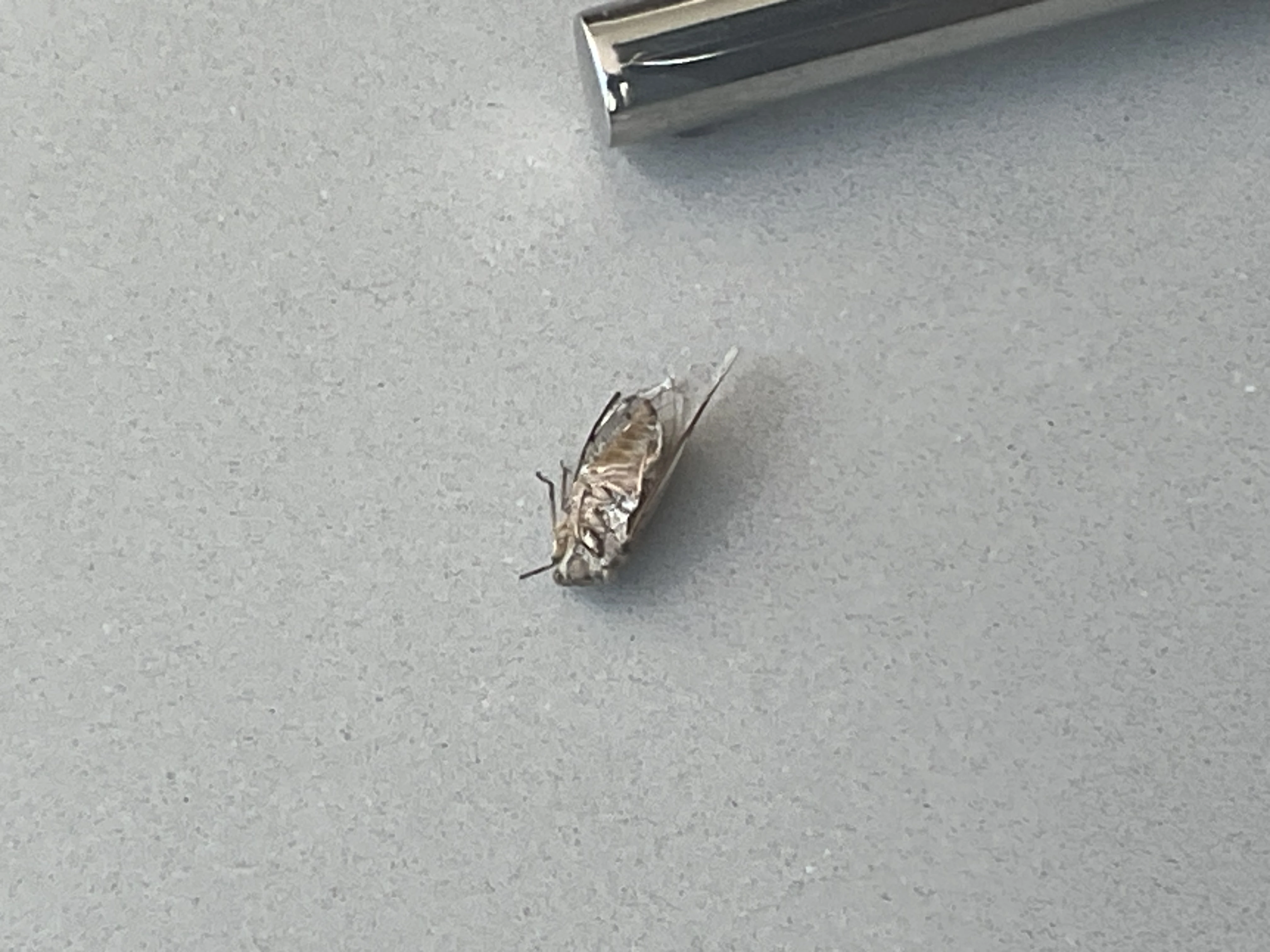 Hey yall look at this year and a half corpse of a bug | Fandom