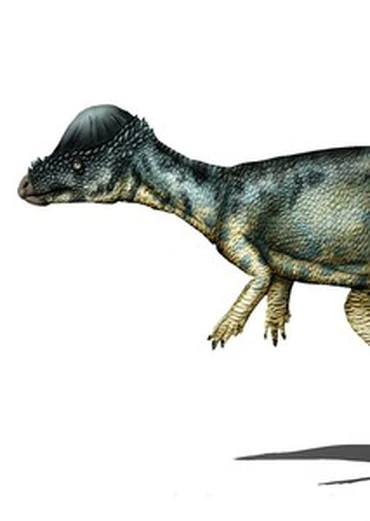 Discuss Everything About Dinopedia | Fandom