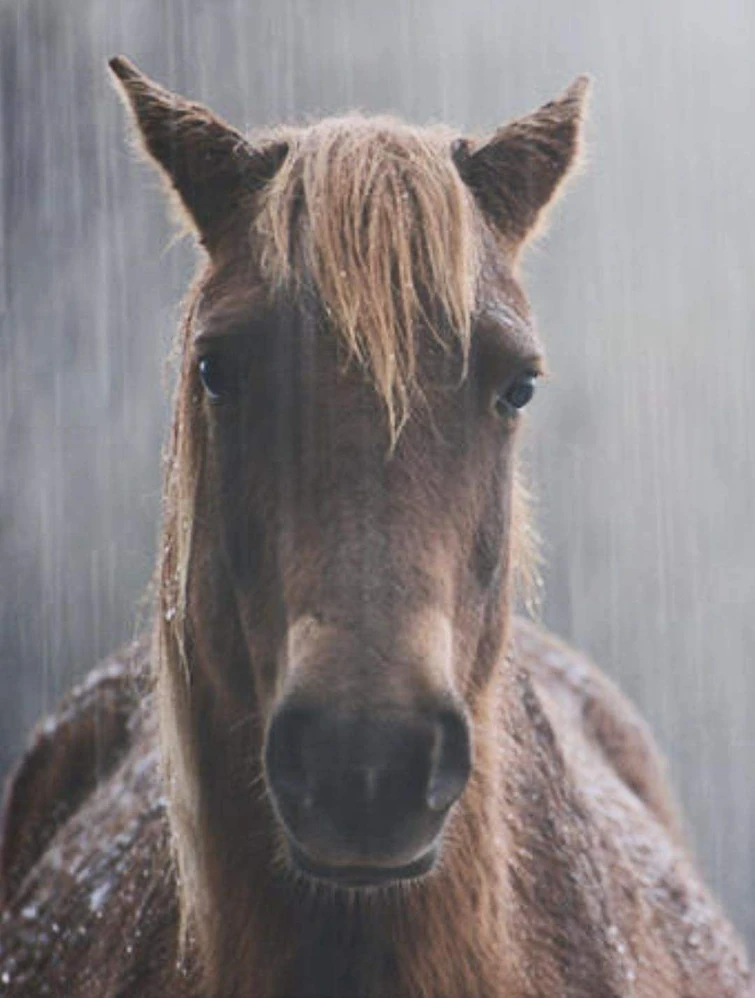 Eloh eht ni erif | Fandom