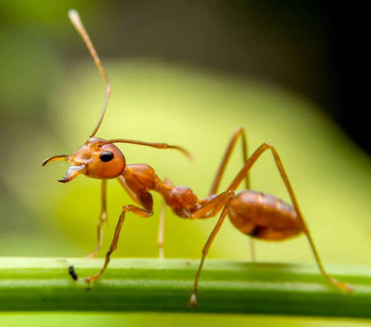 Ant. | Fandom