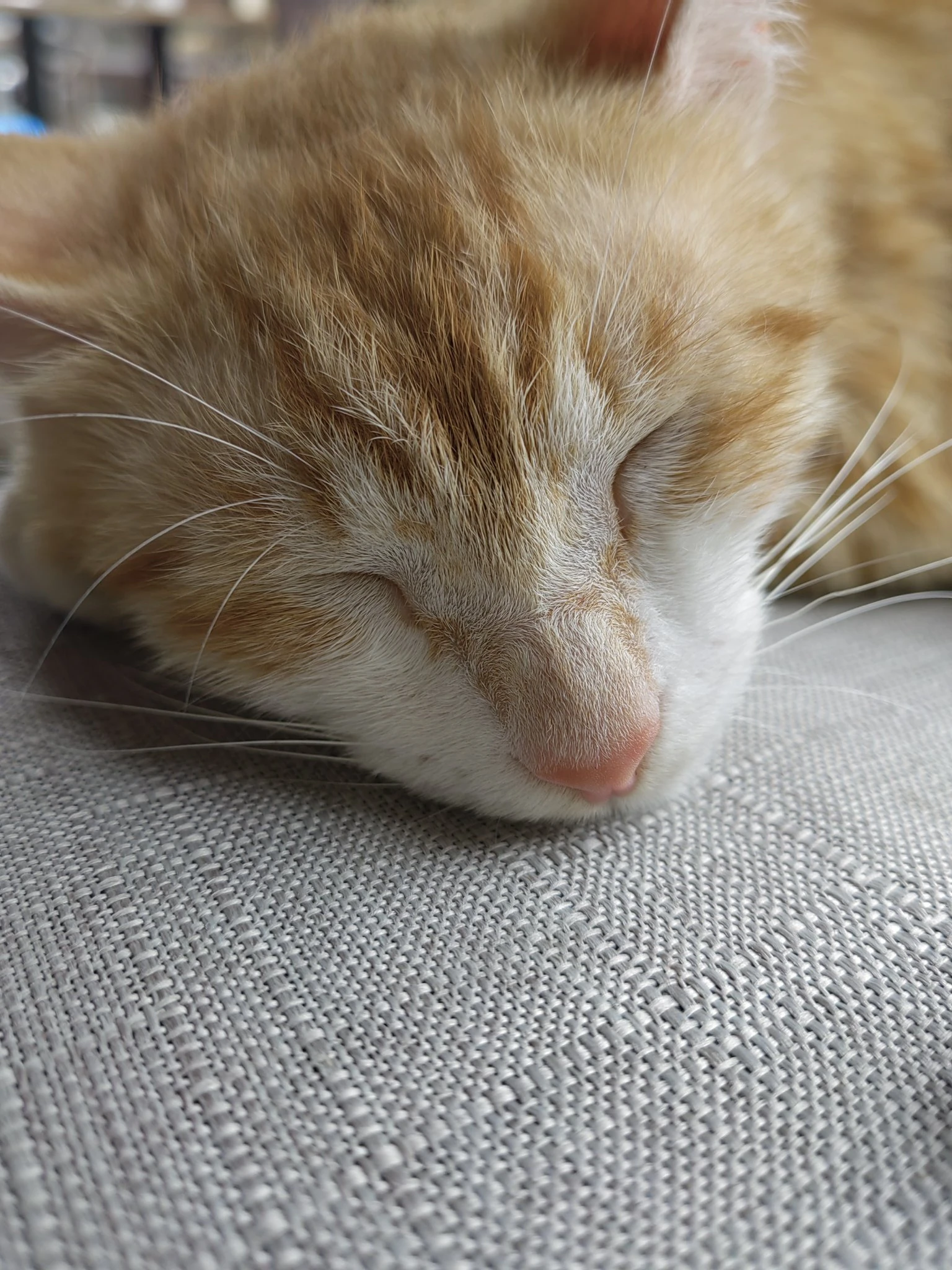 Friend's cat | Fandom