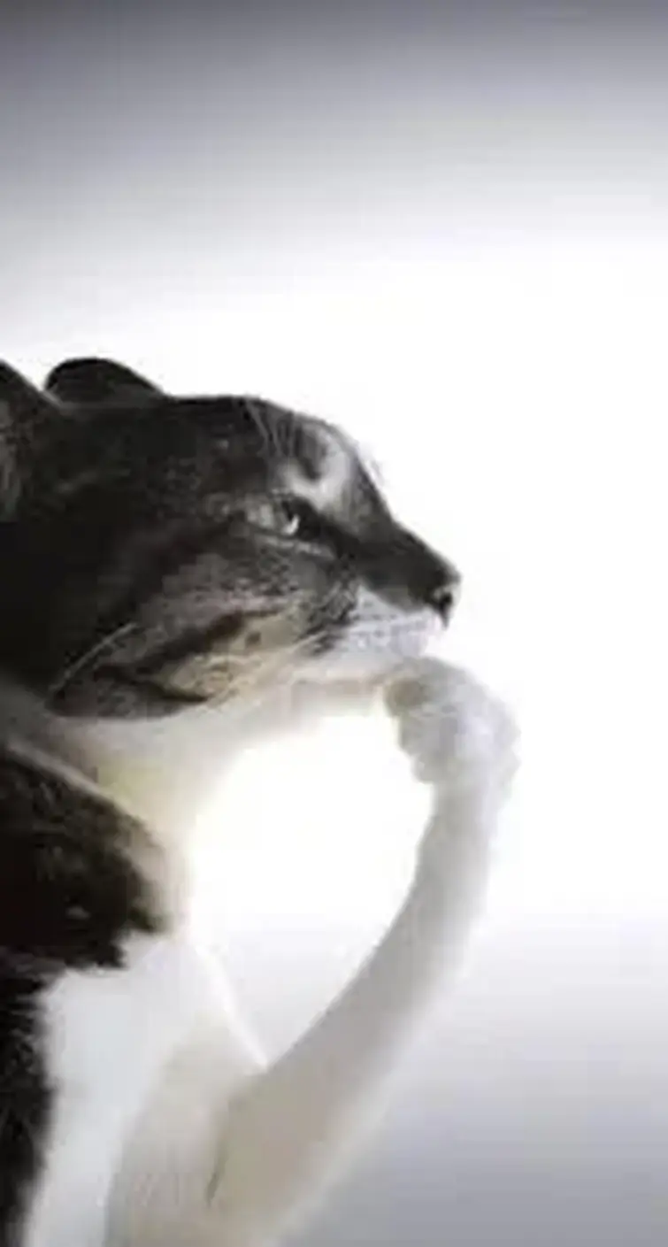 funni forsaken thing (excuse my bad grammar i literally used their exact format) | Fandom