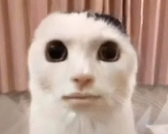 Just asking | Fandom