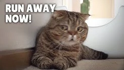 Kittisaurus Daily Memes #2 (forgot to post this one yesterday) | Fandom