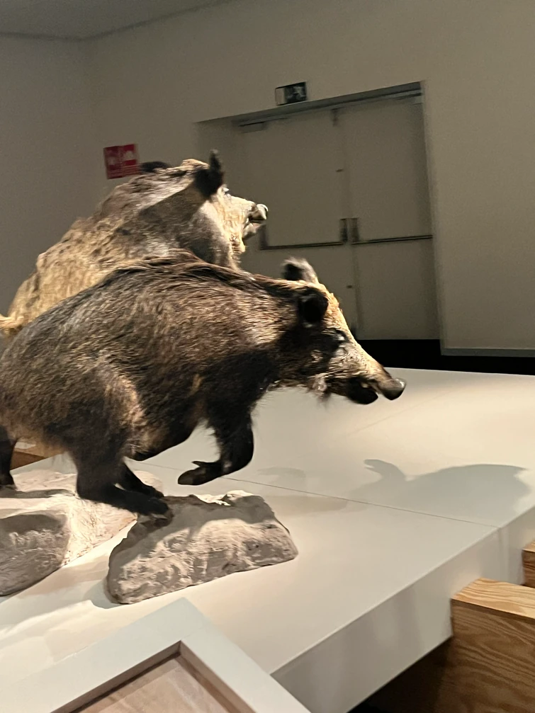 an inosuke in his natural habitat (dead in a museum) | Fandom