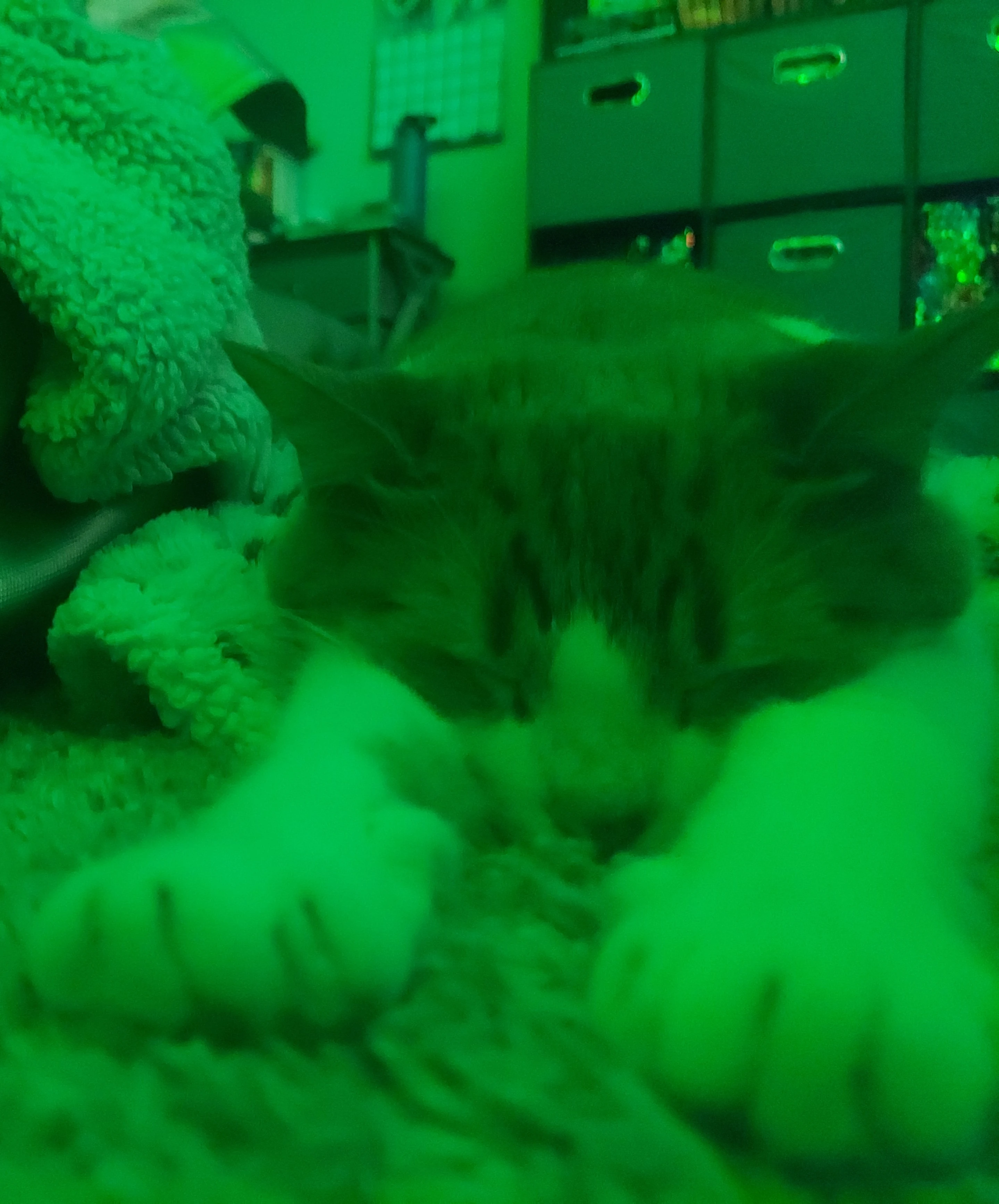 She's so so so so so very eepy | Fandom