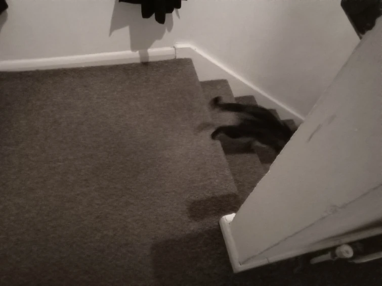 Dotty is here to say hi! | Fandom