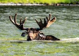 Um.. moose.. | Fandom