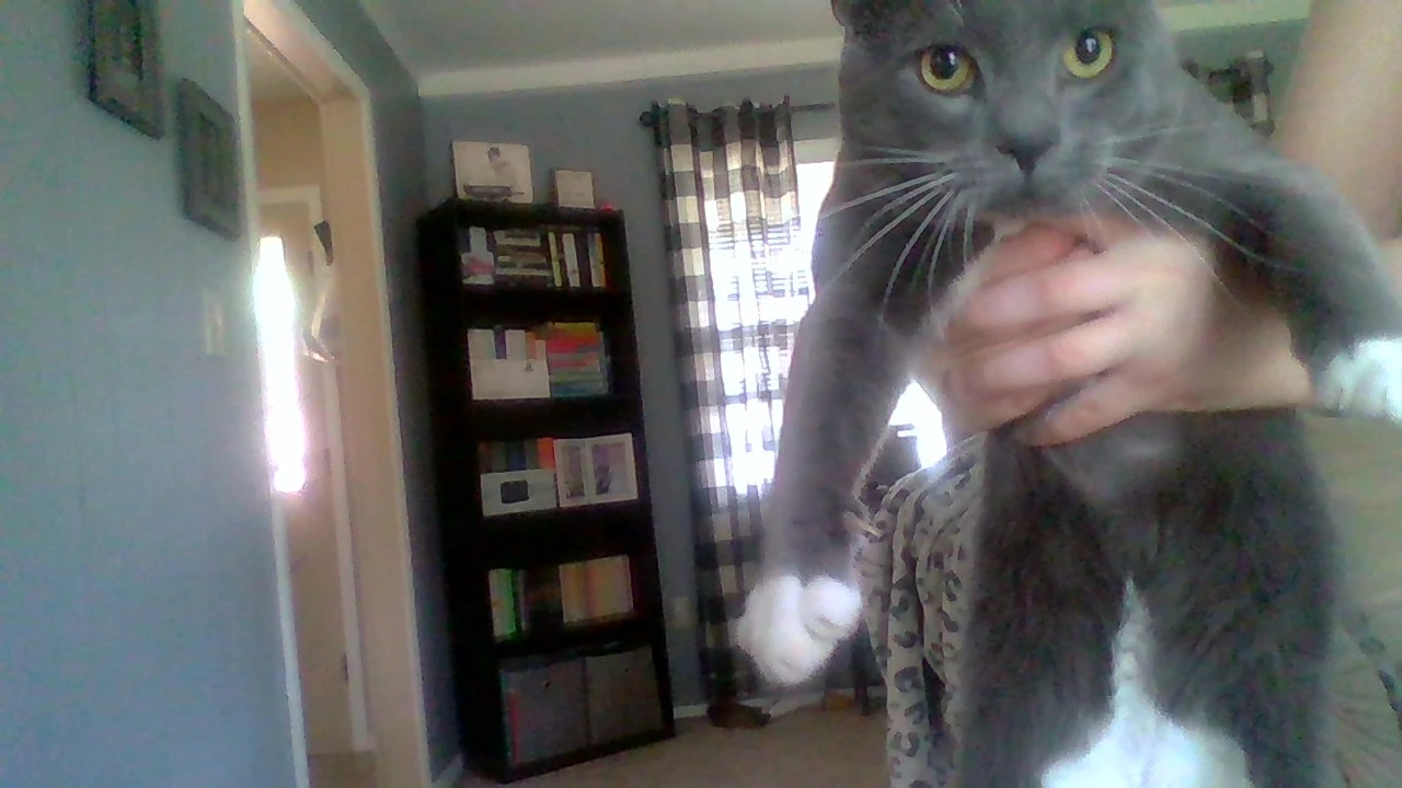 kitte katte | Fandom