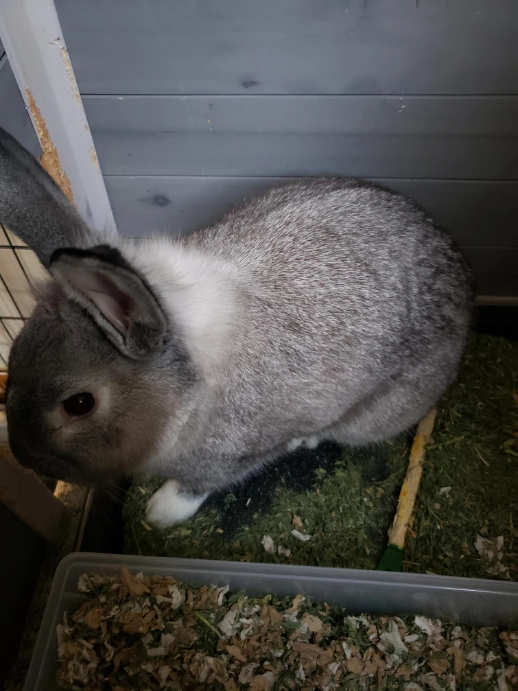 say ello to rabbit | Fandom