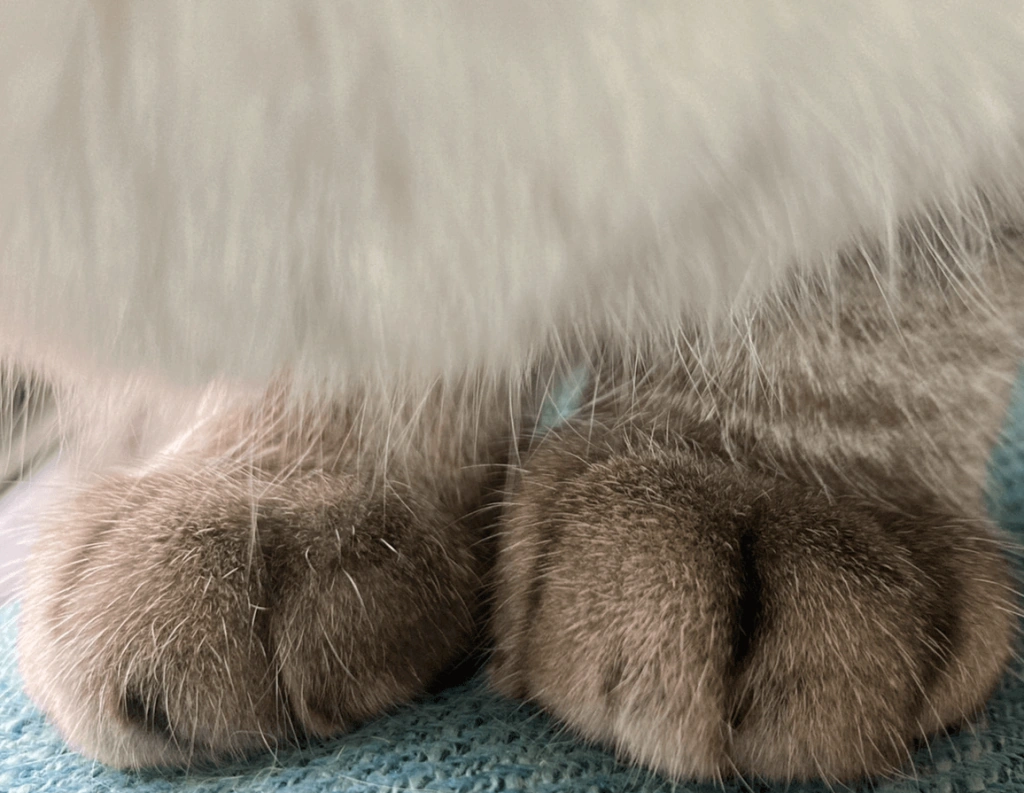 cute paws | Fandom