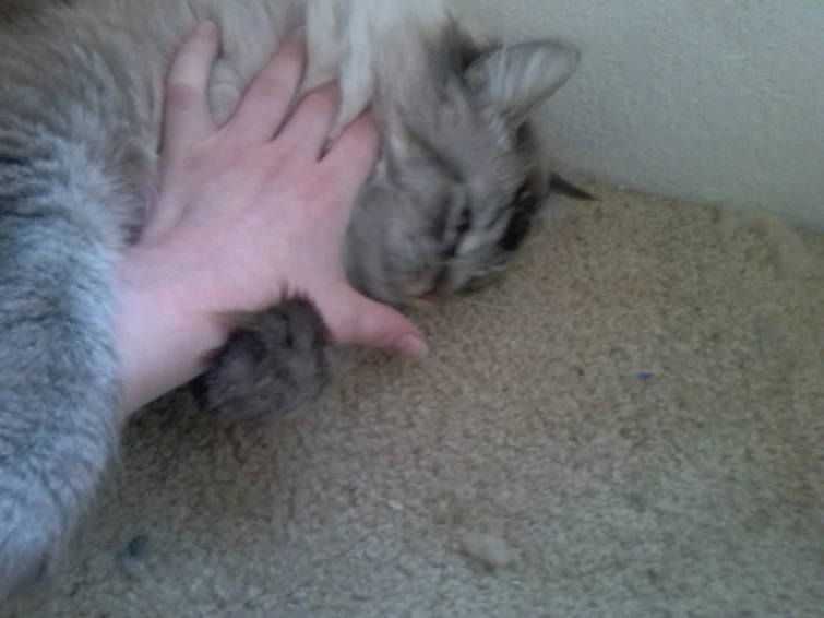 Shigaraki cat: | Fandom